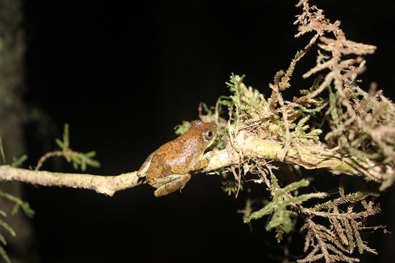 The Home of a Frog Orchestra, an Interview with Dr. Caleb Ofori-Boateng ...
