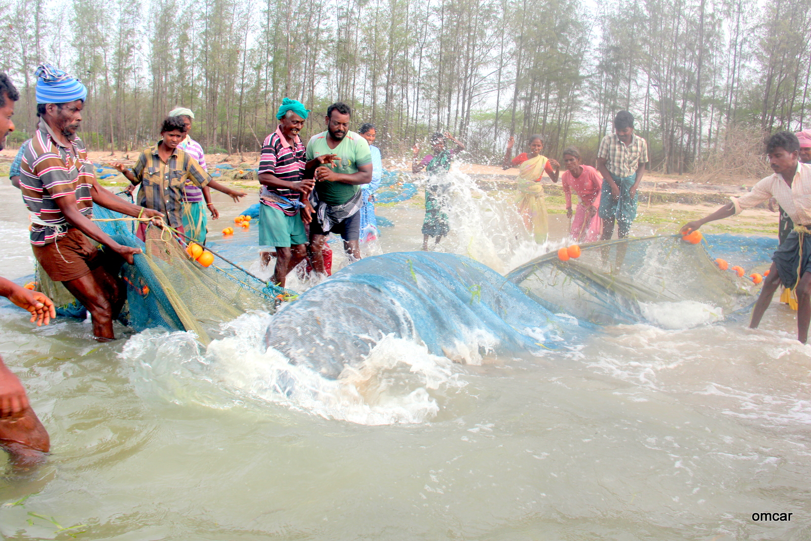 From a Homemade Camera to an IUCN Motion: A Journey for the Dugongs of ...